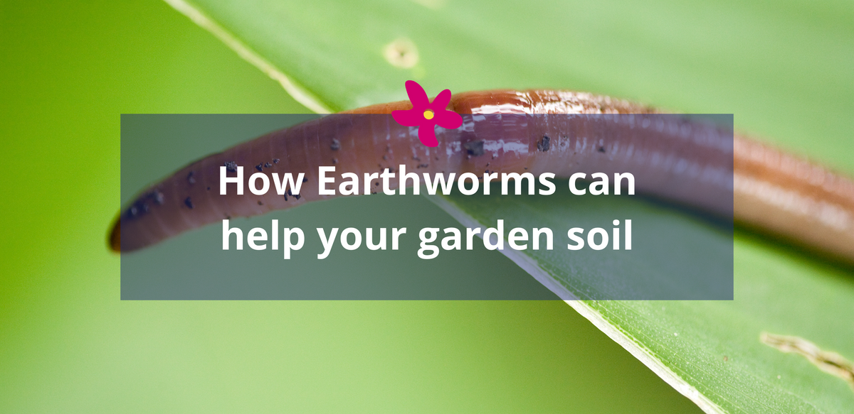 How Earthworms can help your garden soil – Cape Garden Online