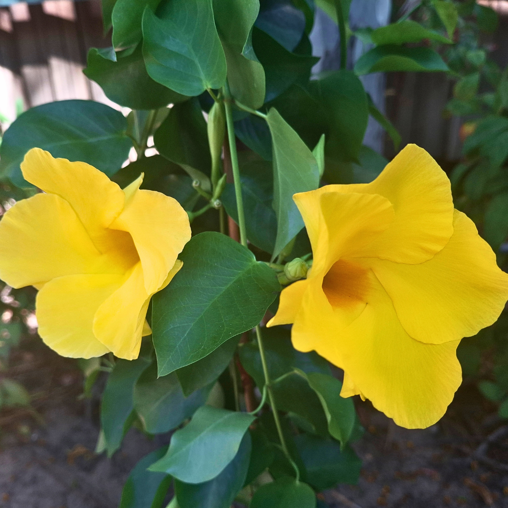 Dipladenia Yellow Leaves