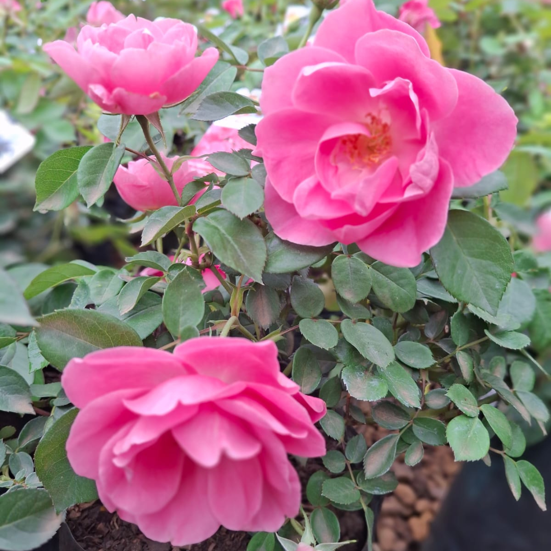 Rose Mysterious Simplicity | Cape Garden Online Cape Town