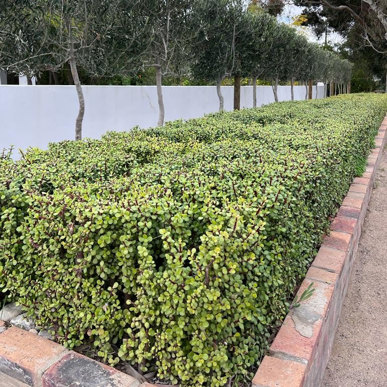 Spekboom Indigenous Succulent - Carbon Absorbing Plant | Cape Garden – Cape Garden Online