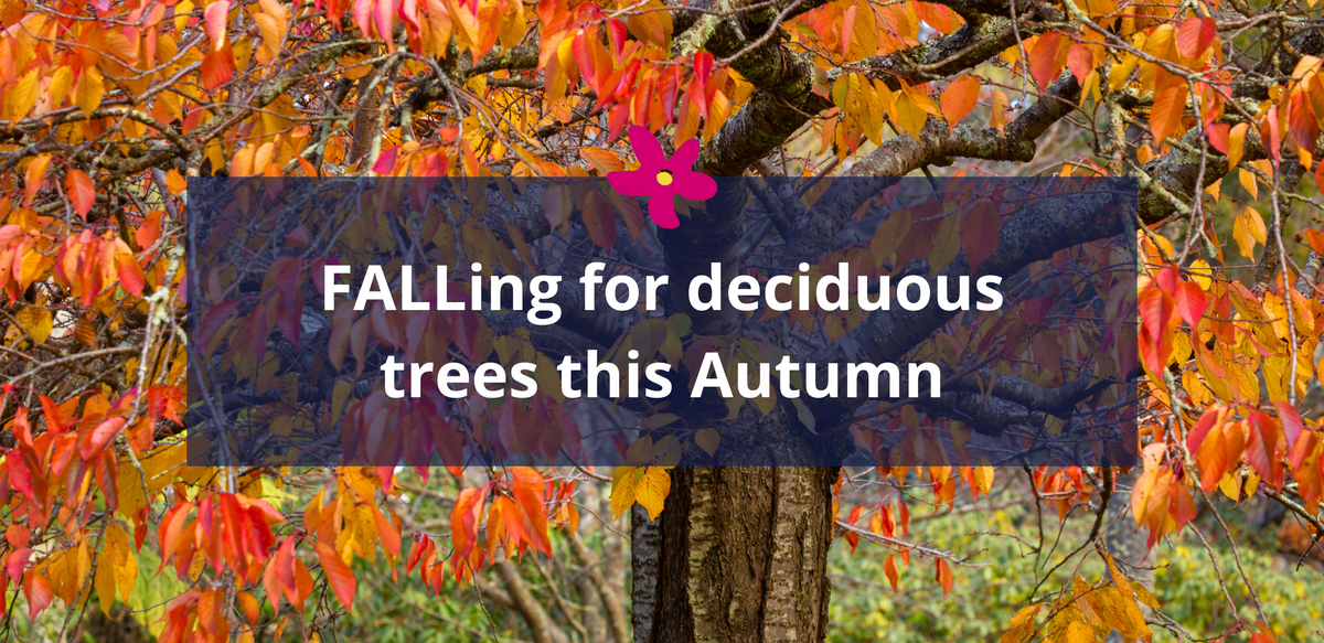 FALLing in love with Deciduous trees this AUTUMN – Cape Garden Online