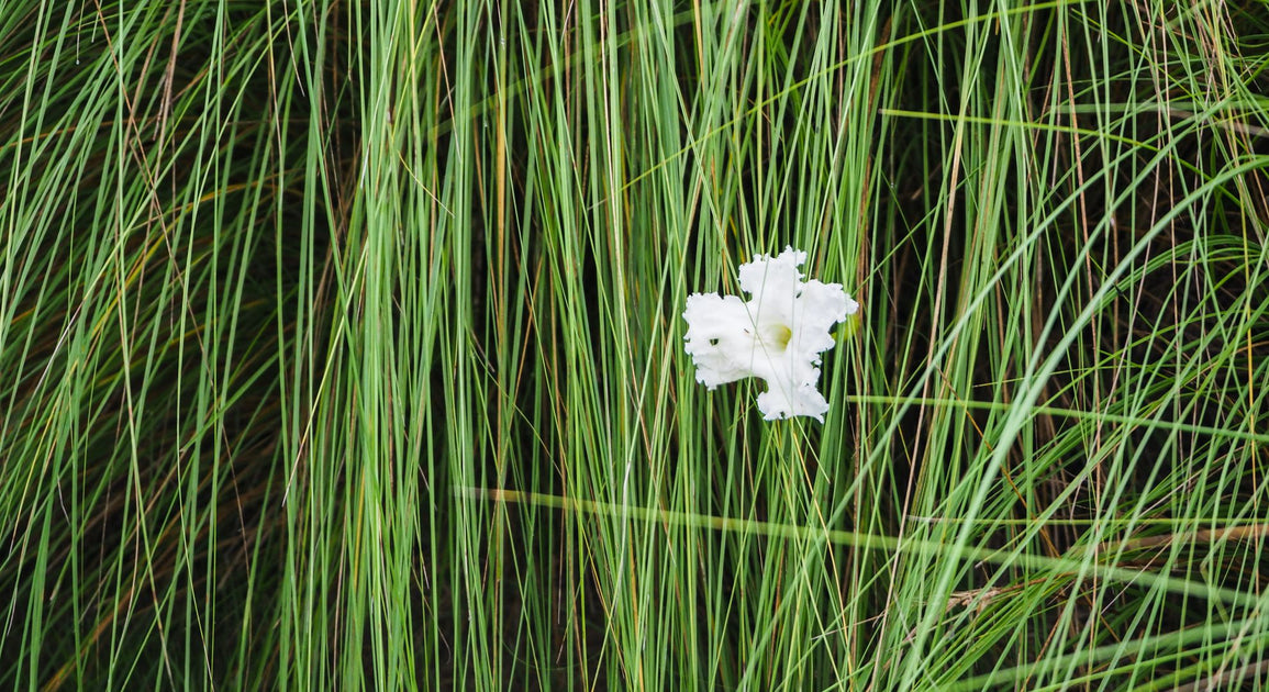 Ornamental Grass Care - Fertilizers & Planting Supplies – Cape Garden ...