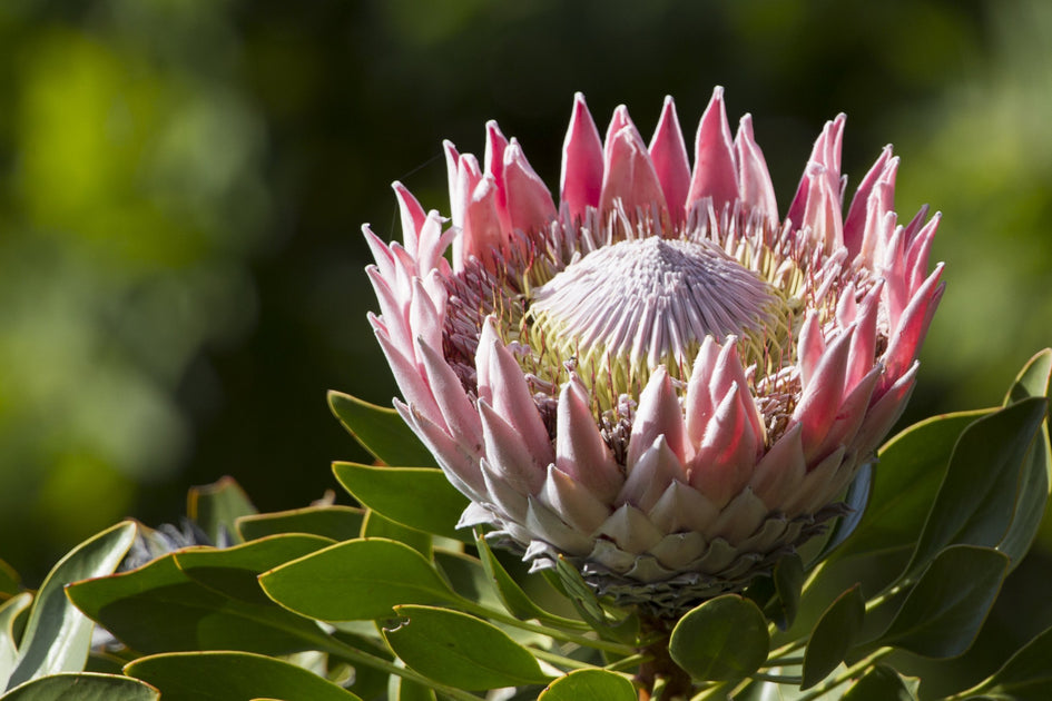 Indigenous South African Plants - Local Fynbos & Endemic Flora – Cape ...