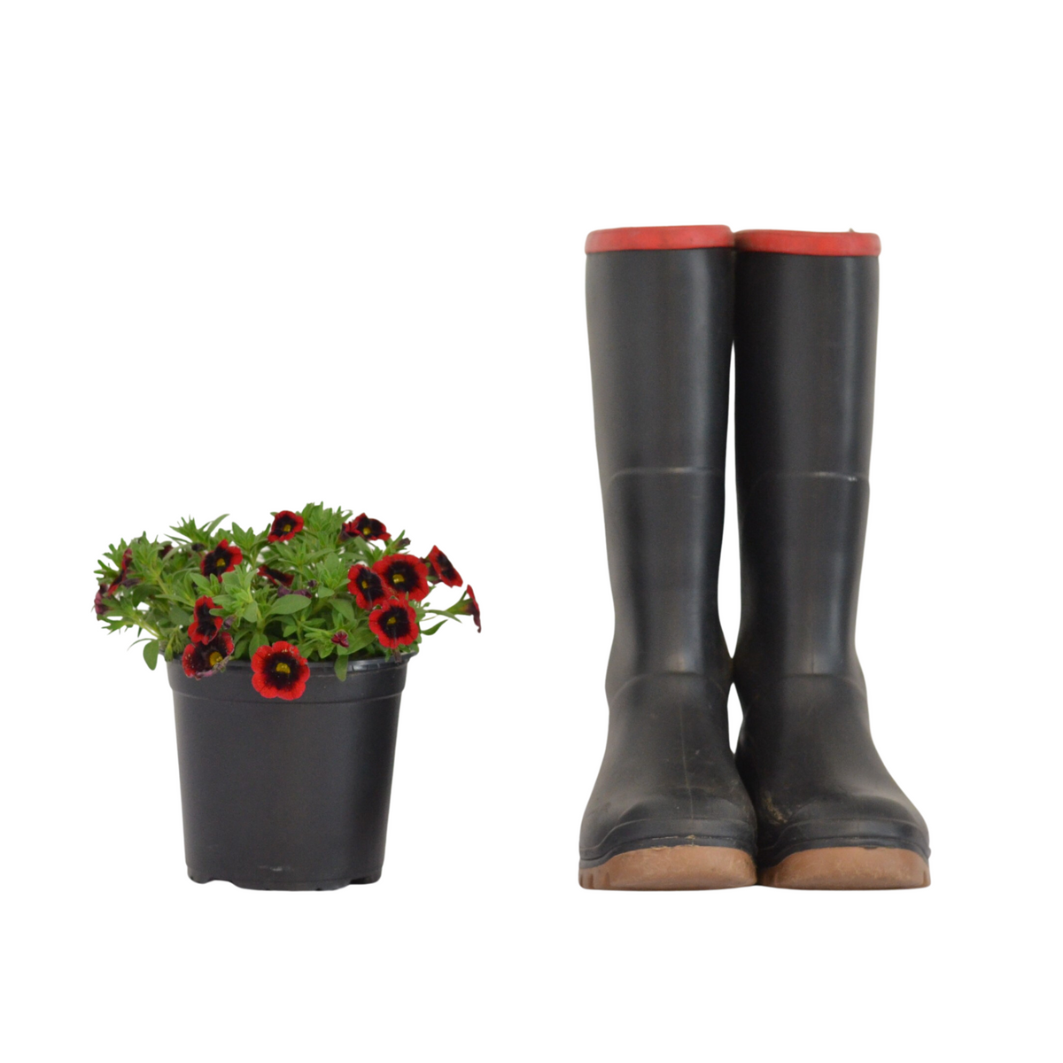 Million Bells | Calibrachoa 'Cha-Cha Red Kiss' – Cape Garden Online