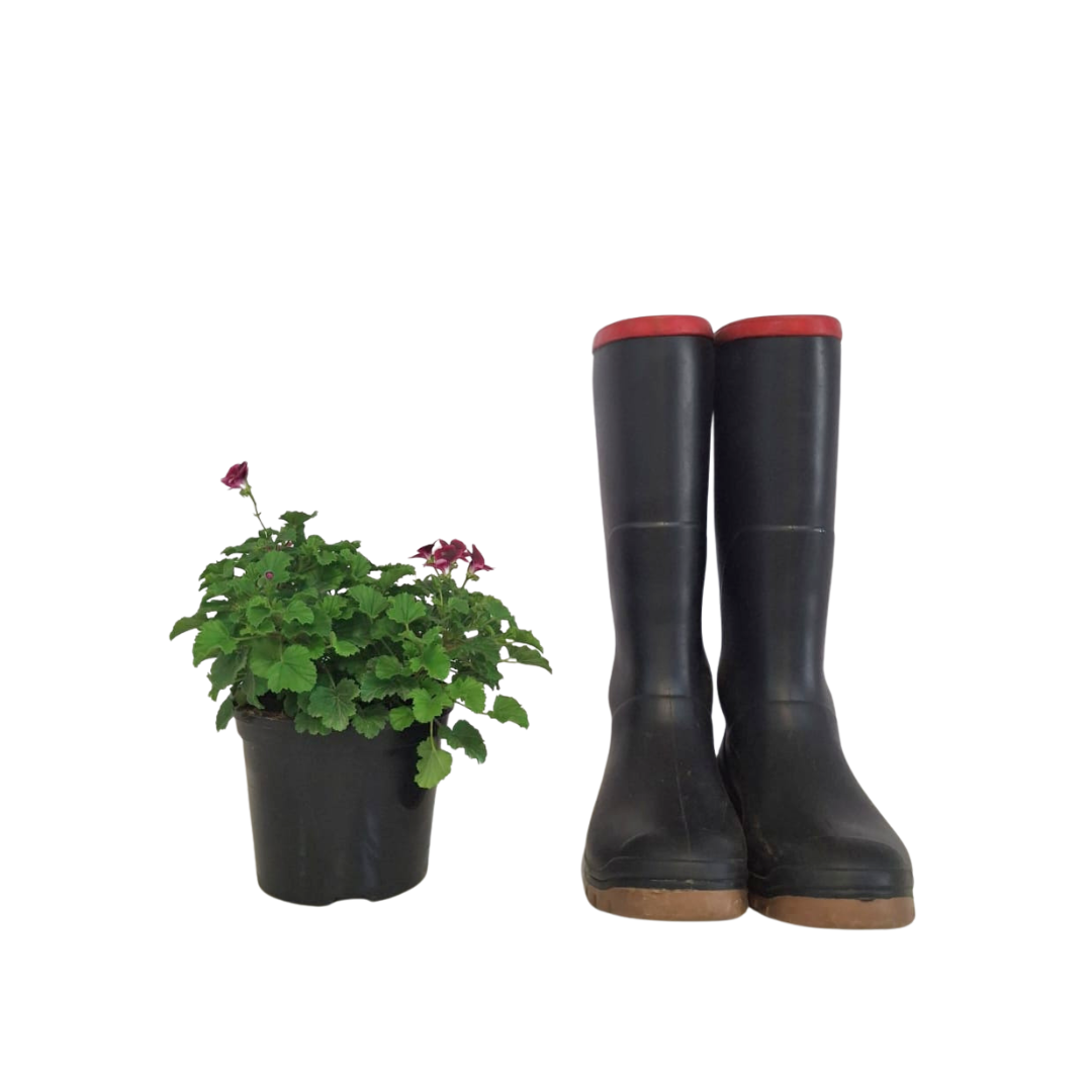 Geranium | Pelargonium 'Angel Jet' for sale in Cape Town. – Cape Garden ...