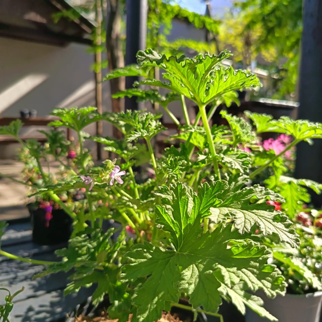 Rose Geranium (Pelargonium Graveolens) | Western Cape & Cape Town ...