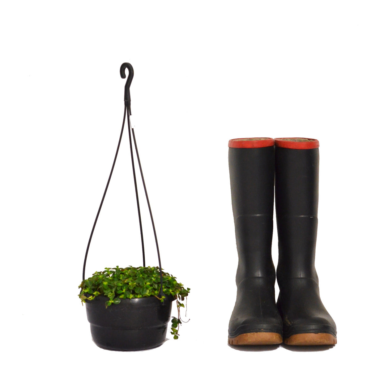 Hanging Basket Pilea Depressa 'Baby Tears' – Cape Garden Online