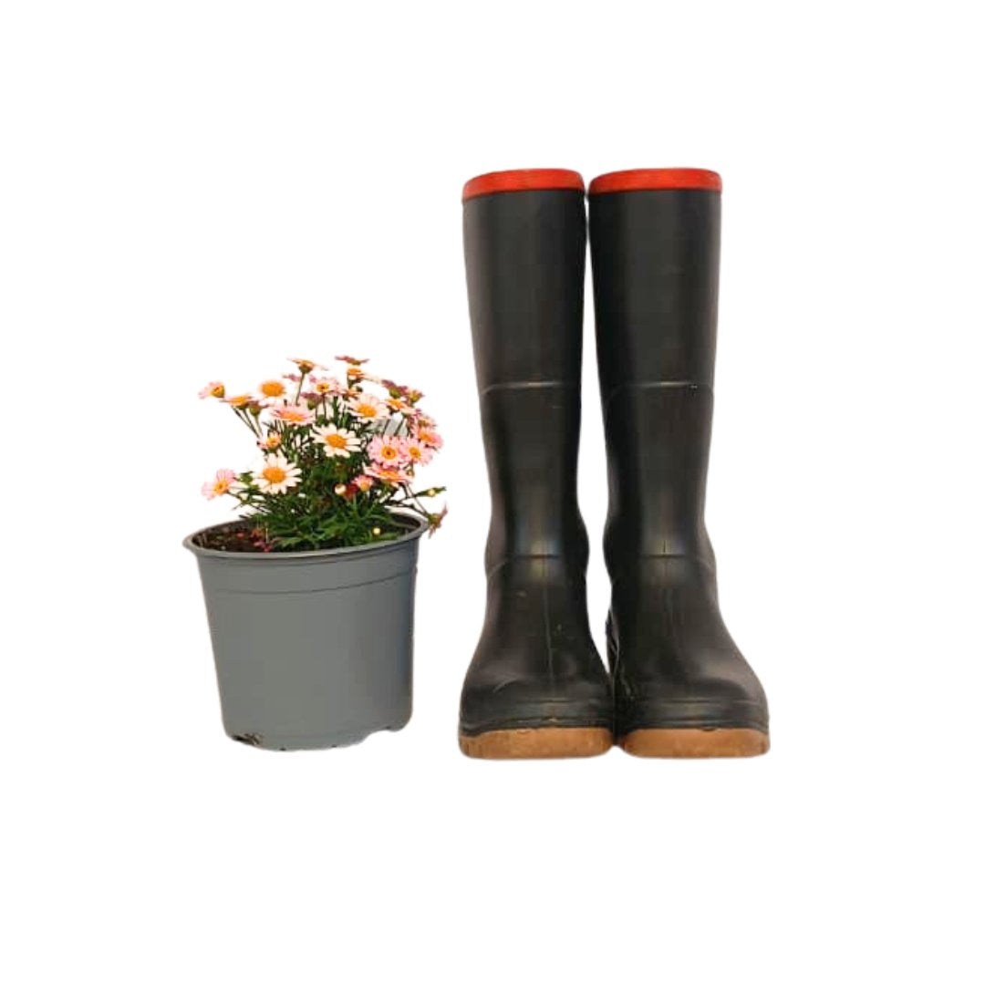 Argyranthemum Lollies Marshmallow | Cape Town | Western Cape – Cape ...