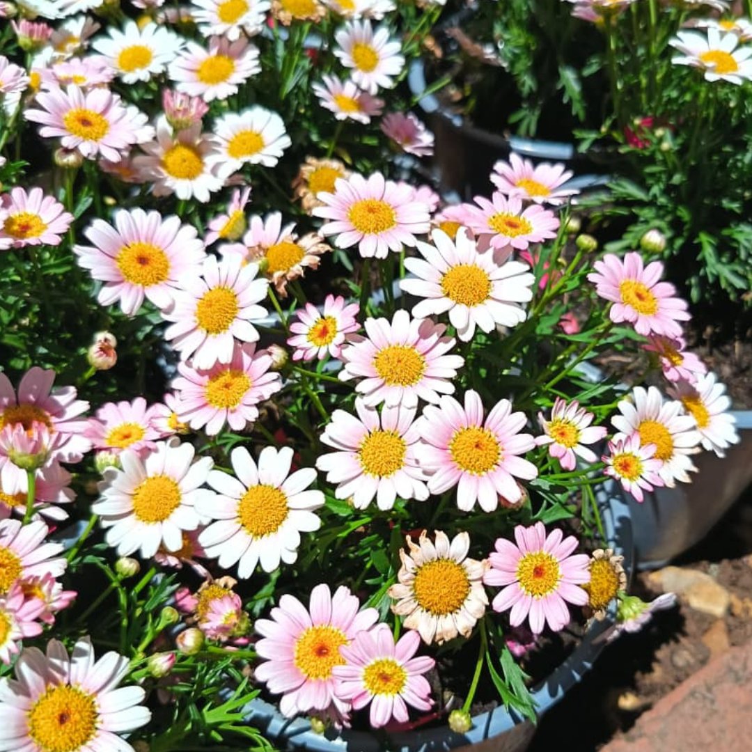 Argyranthemum Lollies Marshmallow | Cape Town | Western Cape – Cape ...