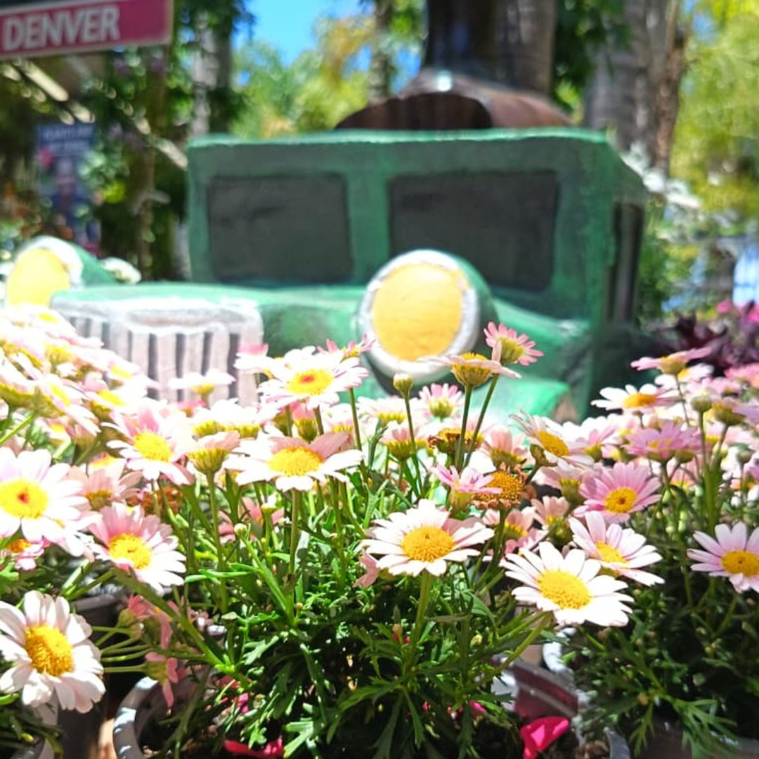 Argyranthemum Lollies Marshmallow | Cape Town | Western Cape – Cape ...