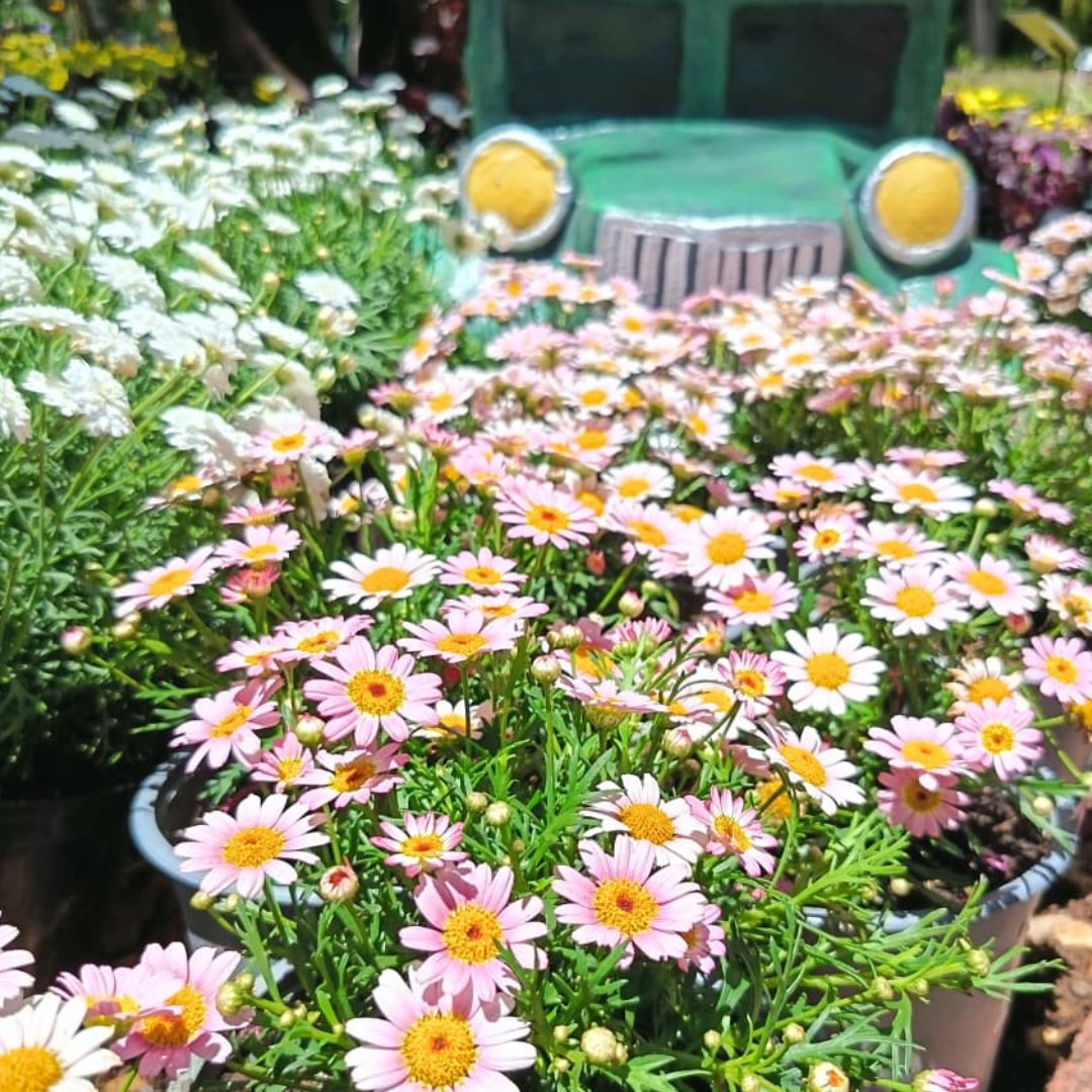 Argyranthemum Lollies Marshmallow | Cape Town | Western Cape – Cape ...