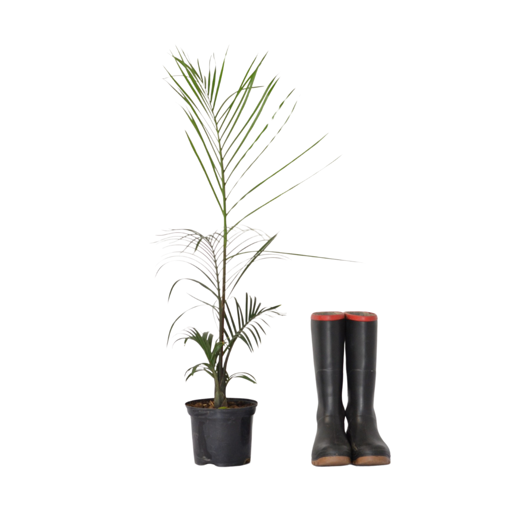 Triangle Palm | Dypsis Decaryi – Cape Garden Online