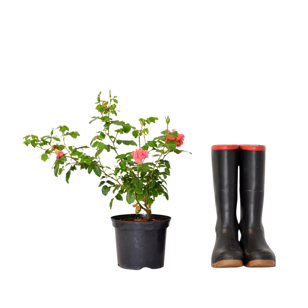 Shop Roses for your Cape Town garden – Cape Garden Online