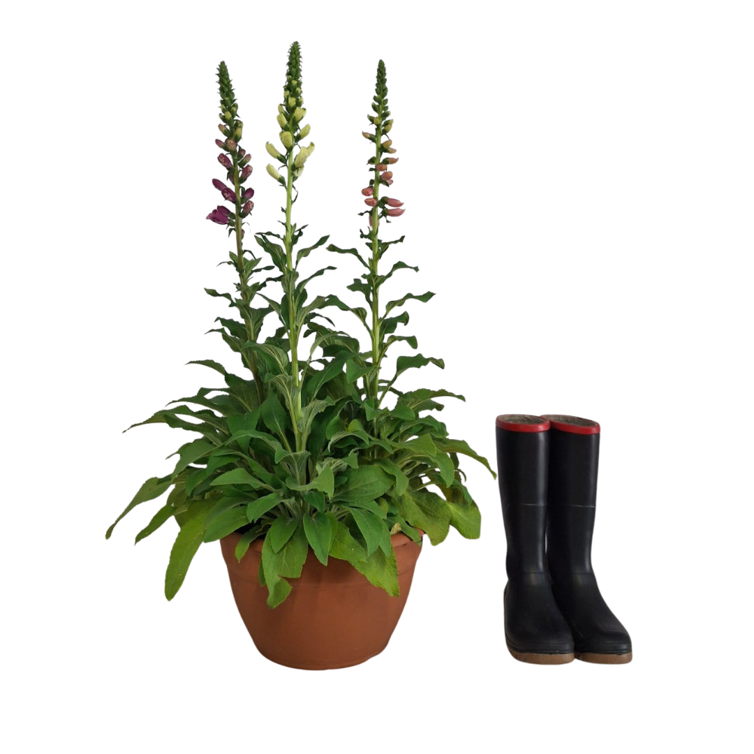 Foxglove | Digitalis Mix (3in1) for sale in Cape Town – Cape Garden Online