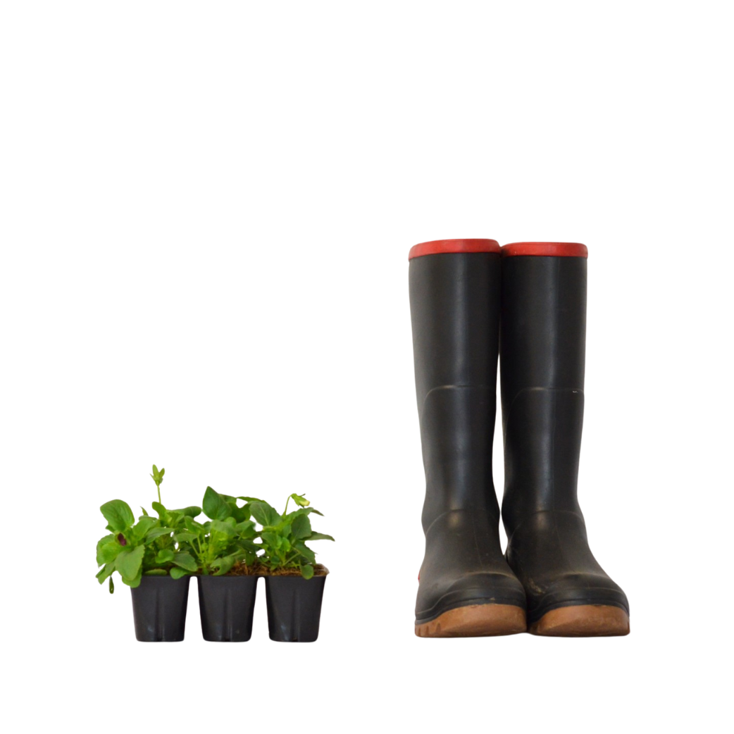 Shop seedlings – Cape Garden Online