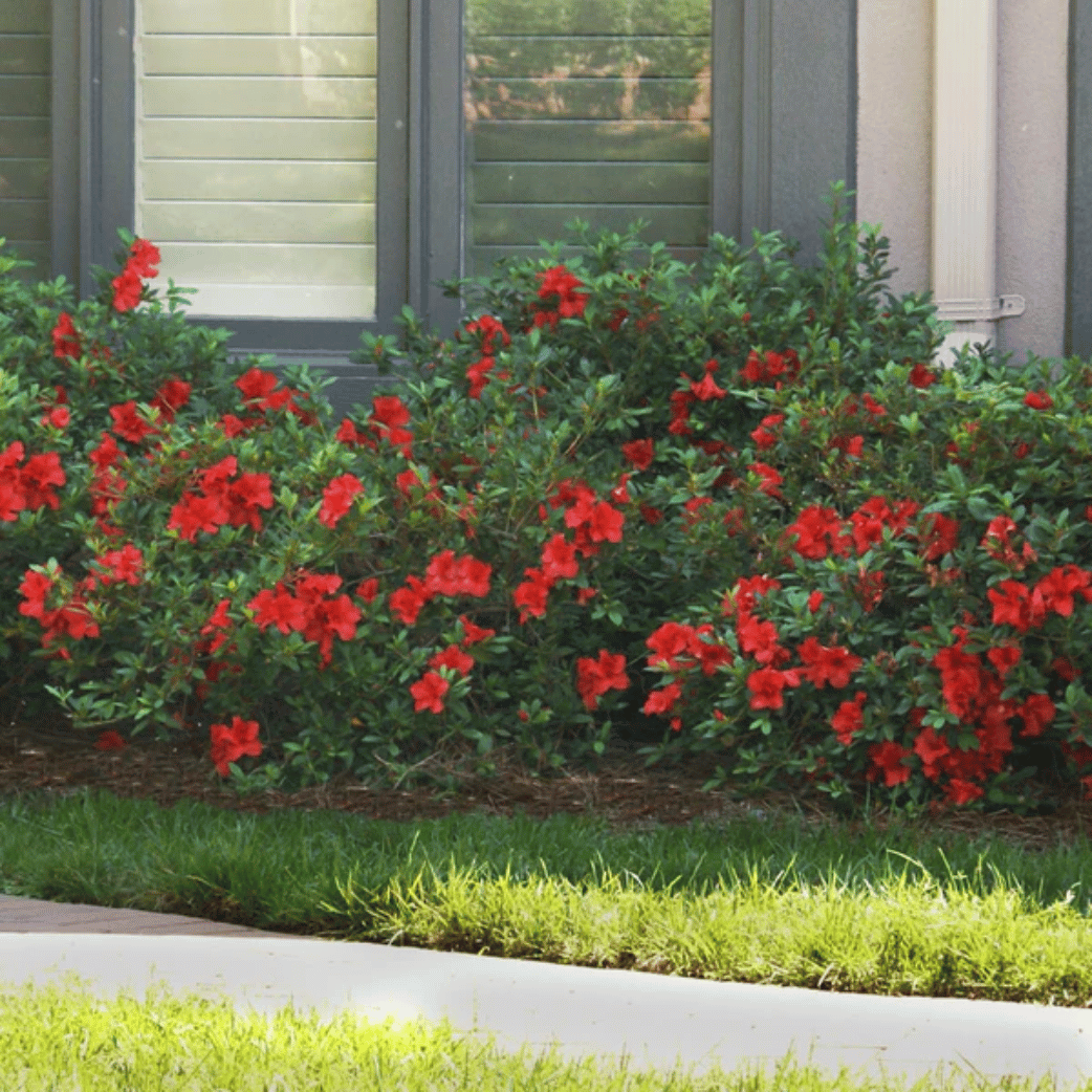 Azalea 'Encore Fire' – Cape Garden Online