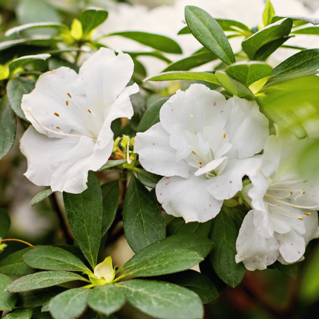 Azalea Encore (PBR)| Ivory – Cape Garden Online