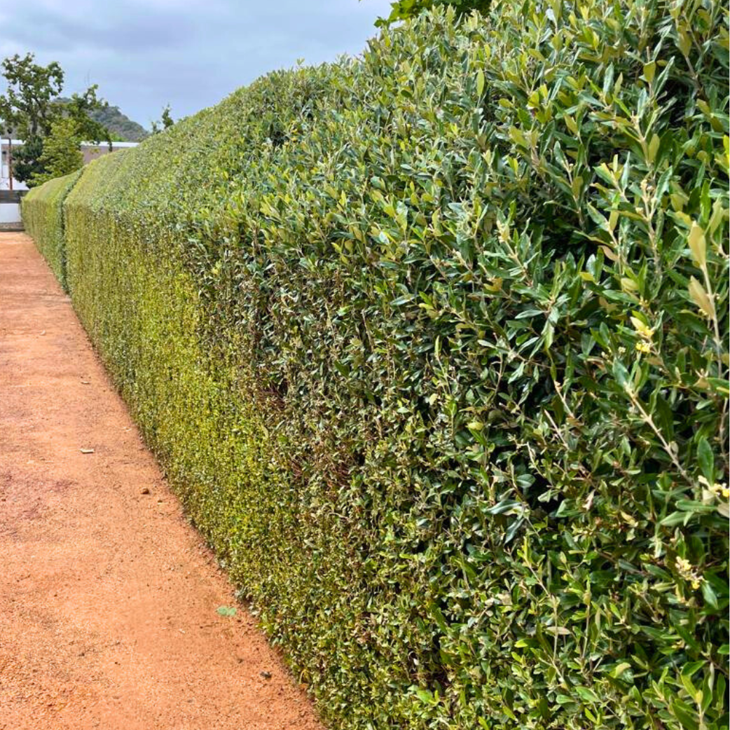 False Olive | Buddleja Saligna Tree – Cape Garden Online