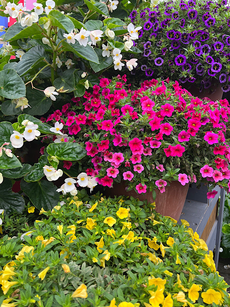 Million Bells | Calibrachoa 'Cabaret Hot Rose' – Cape Garden Online