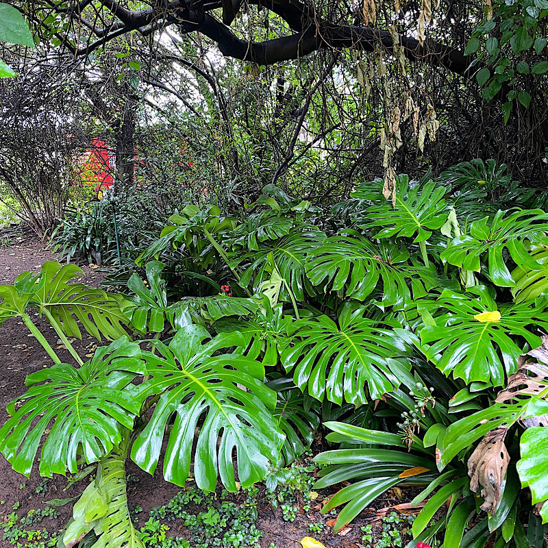 Delicious Monster house plant for sale in Cape Town – Cape Garden Online