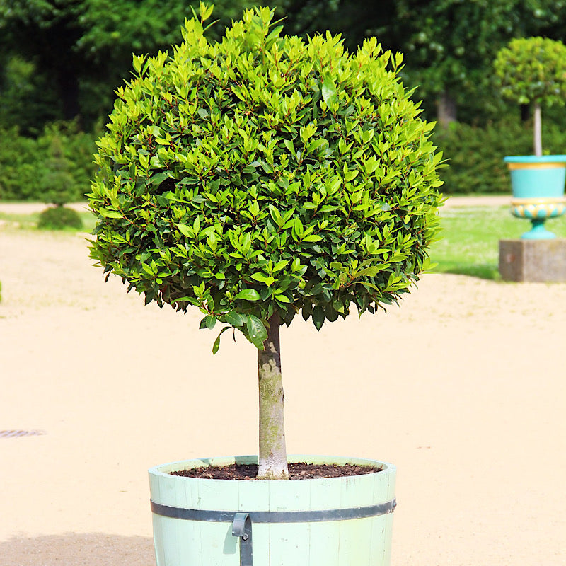 Ficus Nitida Microcarpa 'Millenium' (Standard) – Cape Garden Online