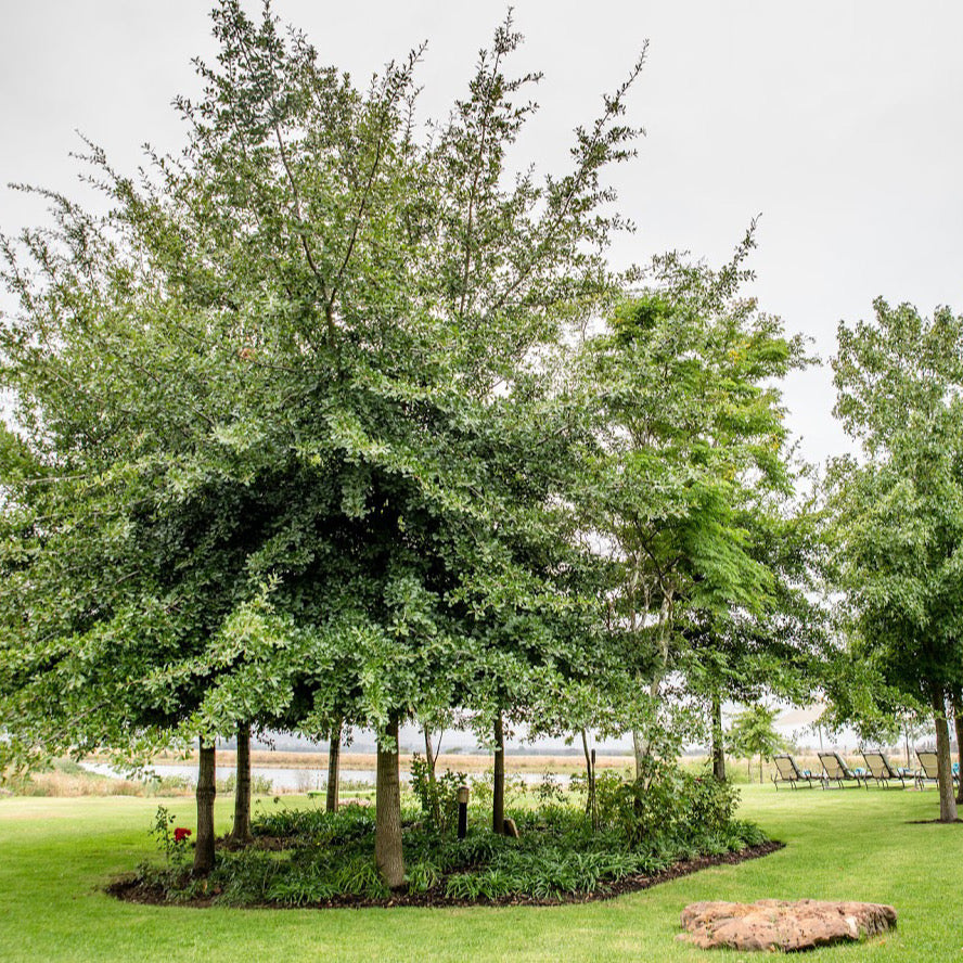 Buy Water Oak Tree Cape Town | Best Fast Growing Oak Trees – Cape ...