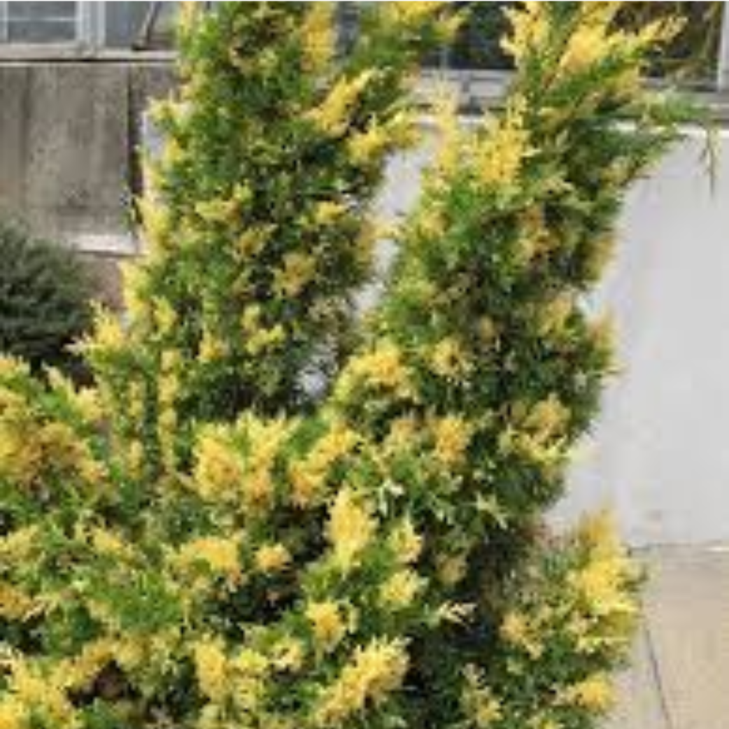 Juniperus Chinensis Variegata – Cape Garden Online