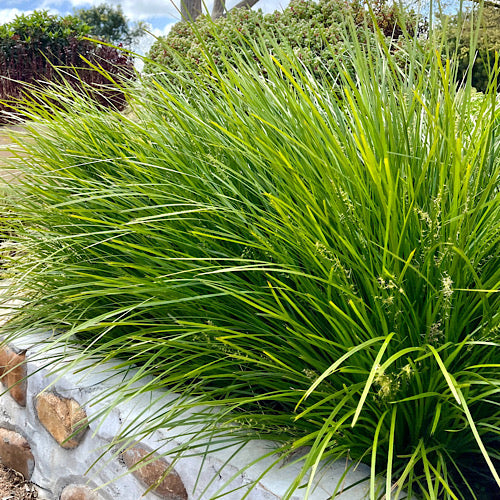 Dwarf Mat Rush | Lomandra 'Lime Tuff' – Cape Garden Online