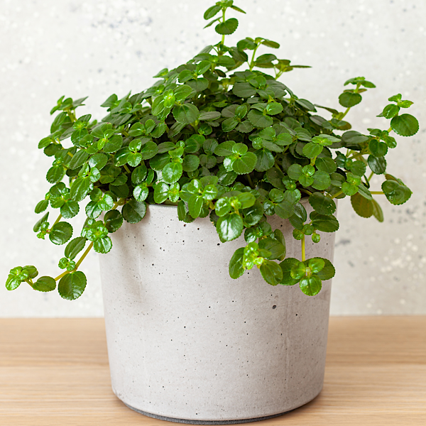 Hanging Basket Pilea Depressa 'Baby Tears' – Cape Garden Online