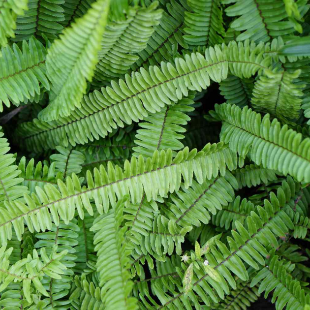 Products – Cape Garden Online