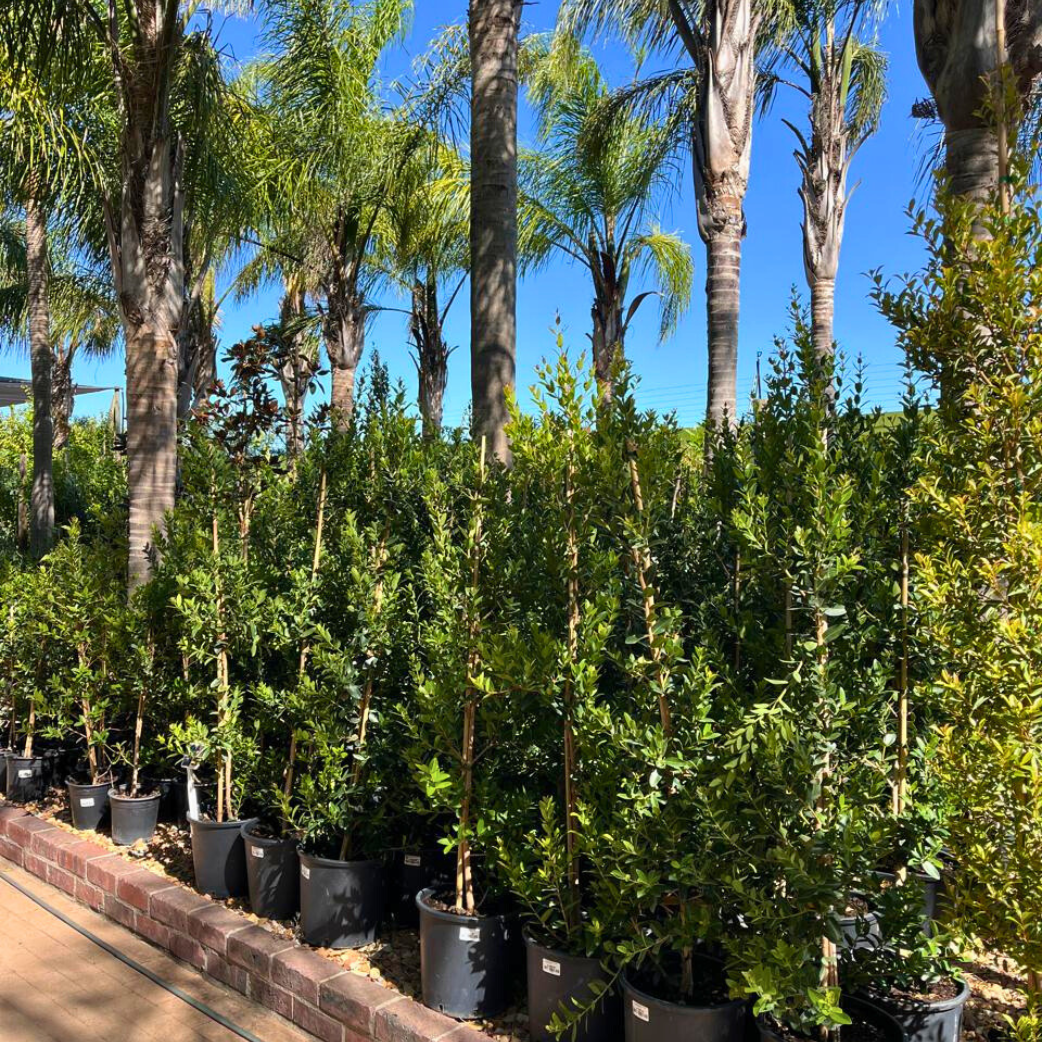 Eugenia Hedgemaker | Evergreen Hedge & Topiary Shrub | Cape Town – Cape ...