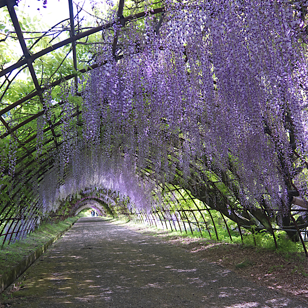 Shop garden trees to plant in Cape Town, Western Cape – Cape Garden Online