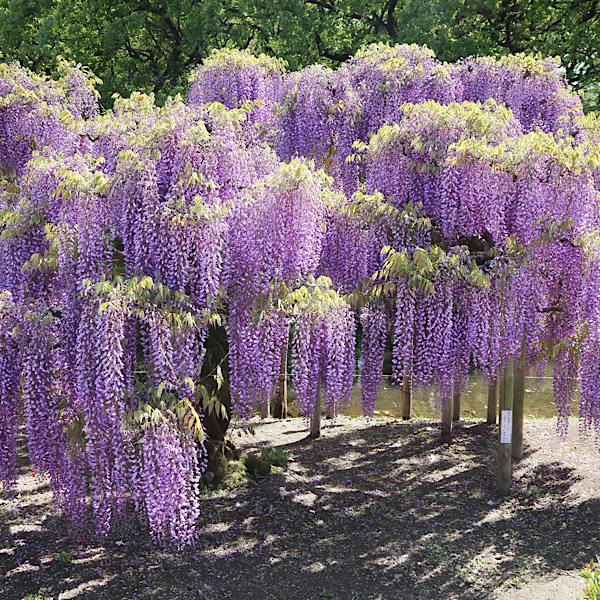 Shop garden trees to plant in Cape Town, Western Cape – Cape Garden Online