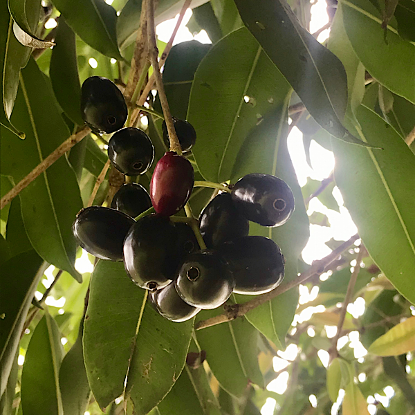 Water Berry - Fast-Growing Indigenous Tree | Cape Garden – Cape Garden ...