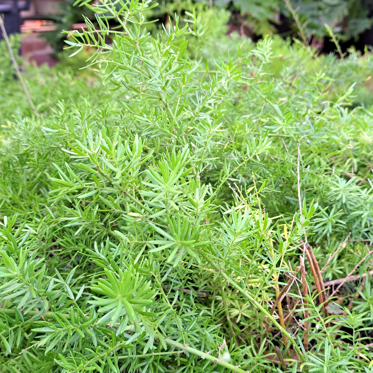 Asparagus Mazeppa - Versatile Indigenous Groundcover | Cape Garden ...