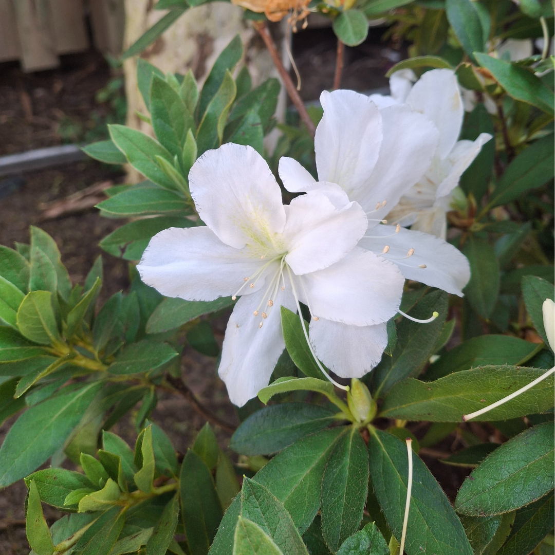 Buy Azalea Alba Magnifica Cape Town - White Flowering Shrub – Cape ...