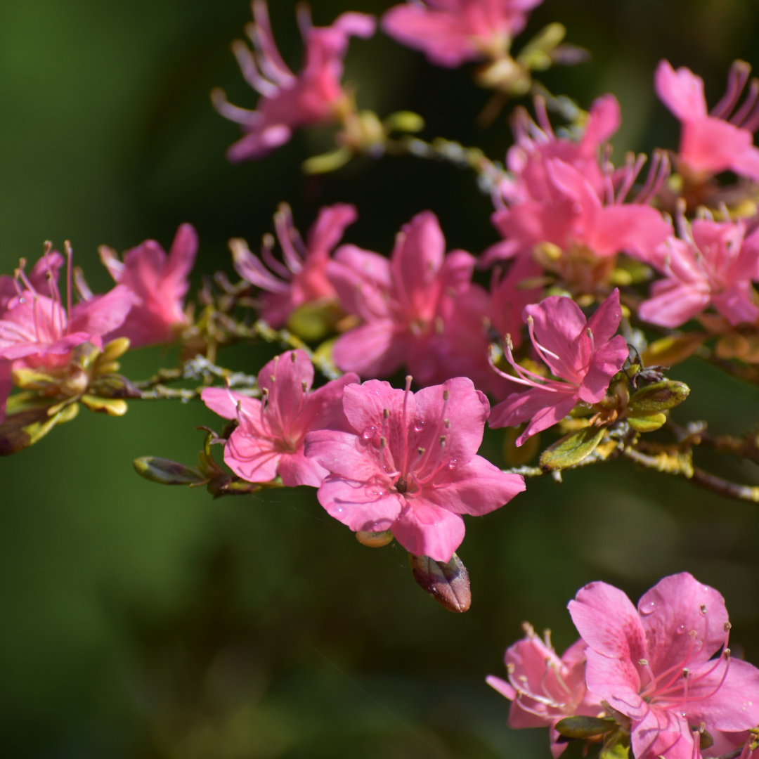 Azalea Single Pink for sale in Cape Town – Cape Garden Online