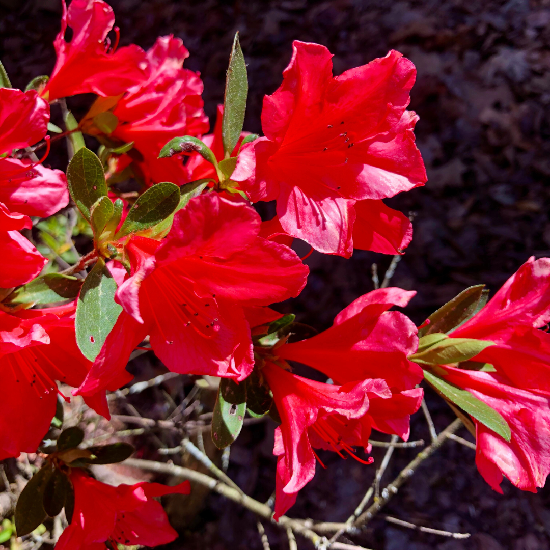 Azalea Single Red for sale in Cape Town – Cape Garden Online