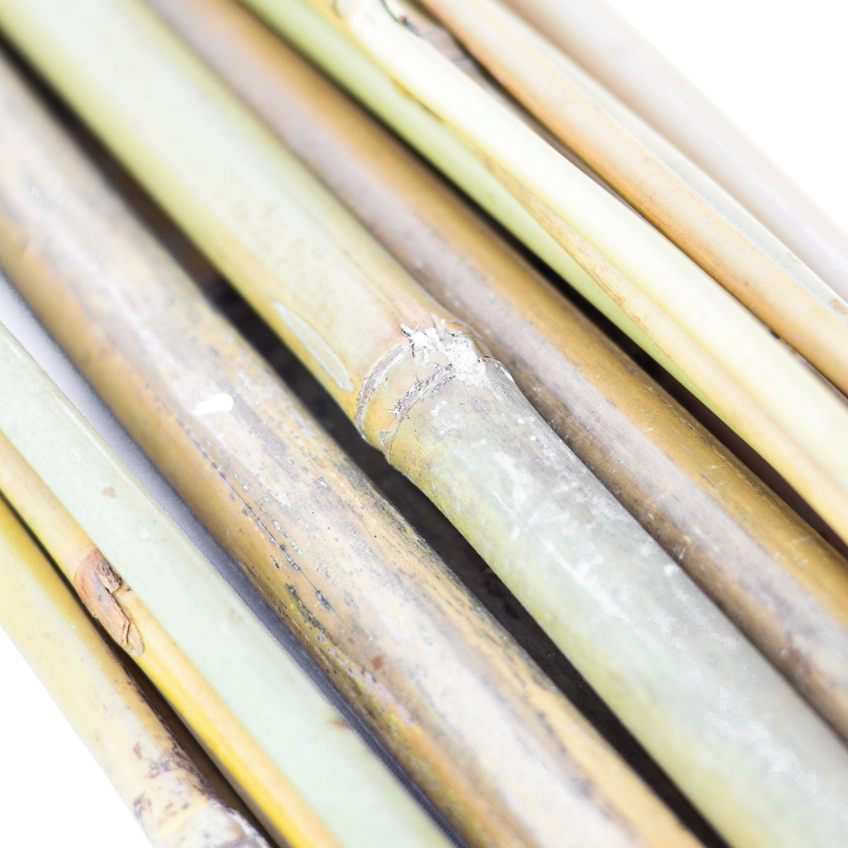 Bamboo Pack 20pc – Cape Garden Online