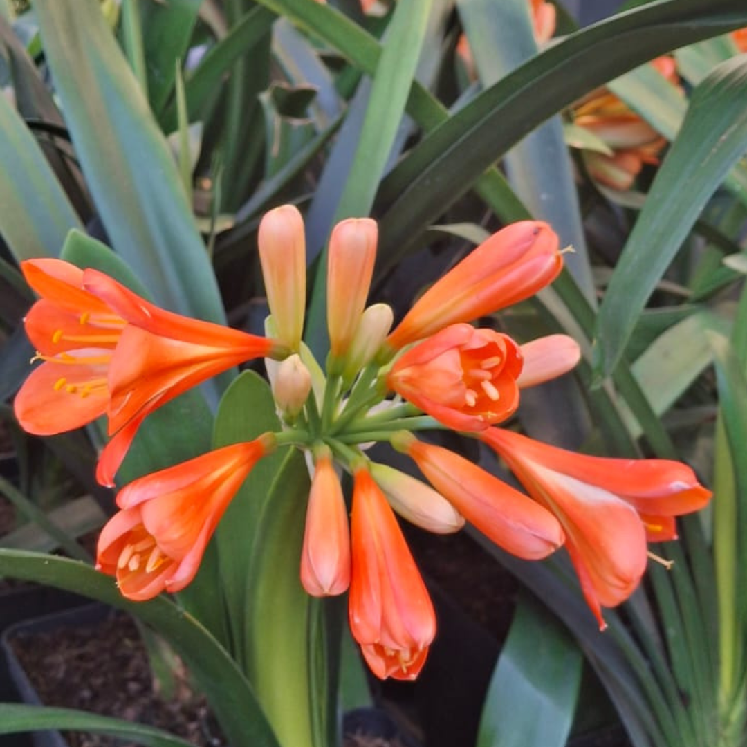 Clivia Exotic Color for sale in Cape Town – Cape Garden Online