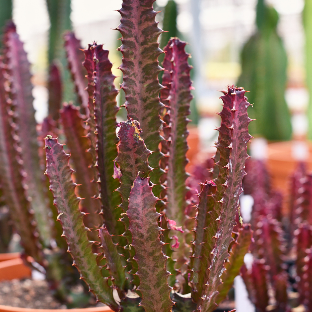 Buy Euphorbia Trigona 'Rubra' | Cape Garden Online