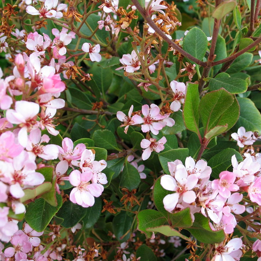 Indian Hawthorn Dark Pink - Low Maintenance Hedge | Cape Garden – Cape ...