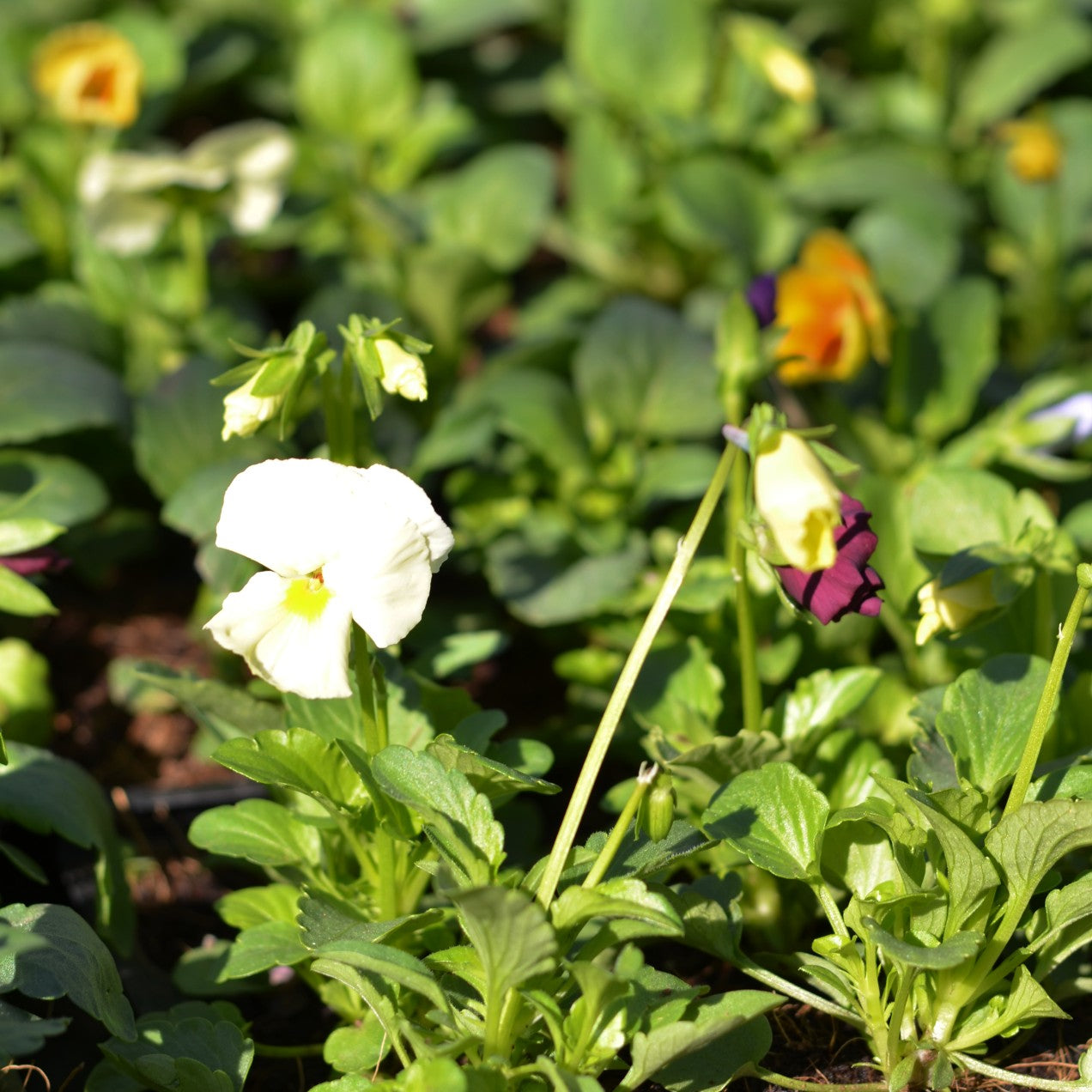 Shop seedlings – Cape Garden Online