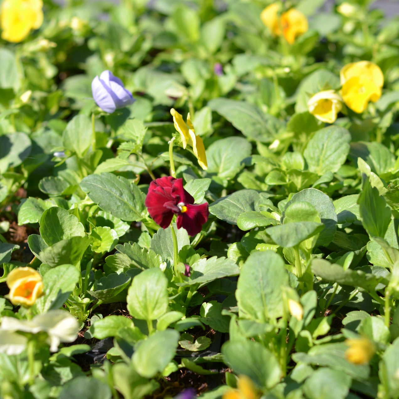 Shop seedlings – Cape Garden Online