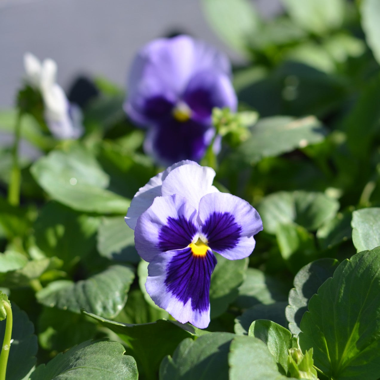 Shop seedlings – Cape Garden Online