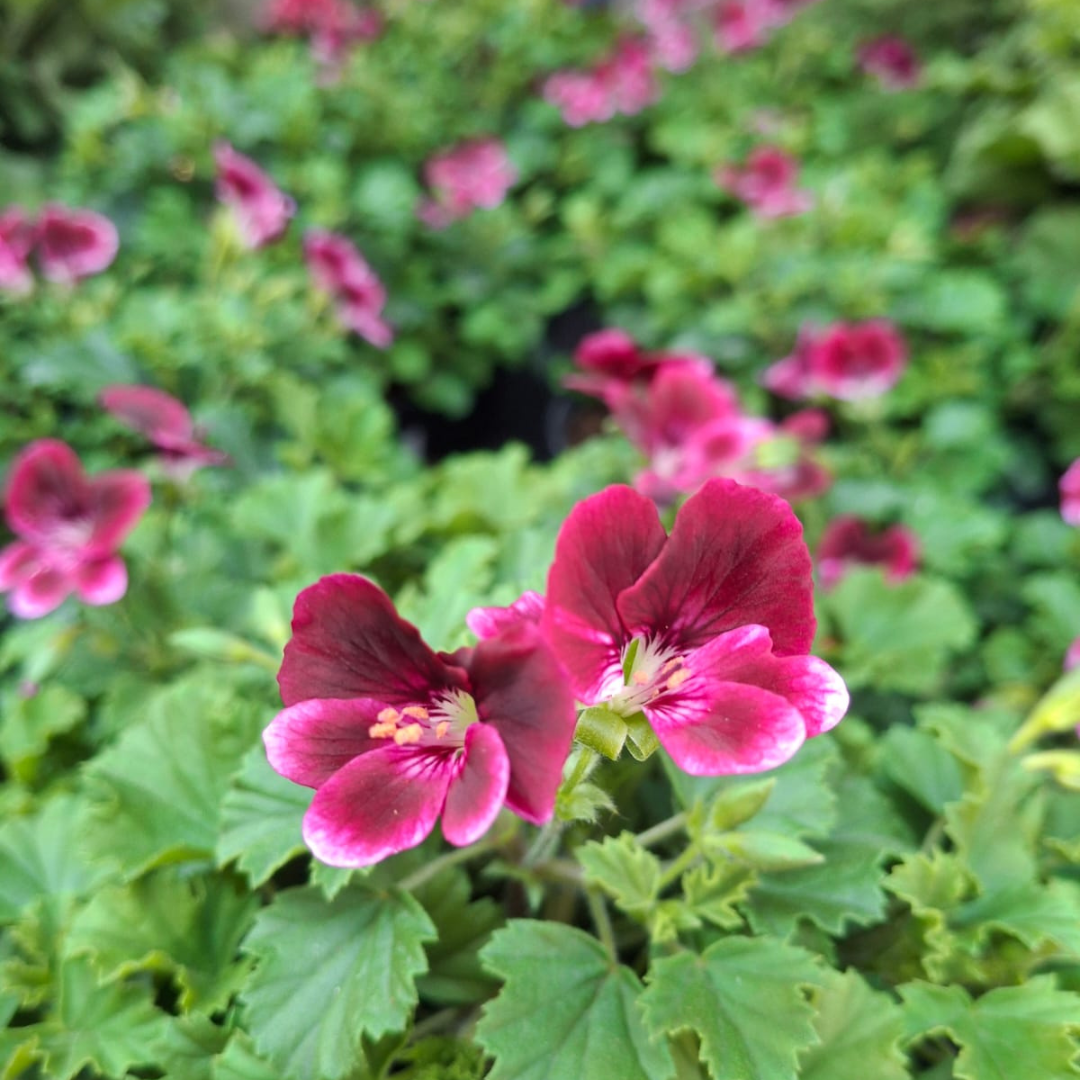 Geranium | Pelargonium 'Angel Jet' for sale in Cape Town. – Cape Garden ...