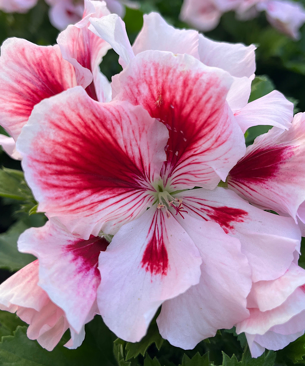 Geranium | Pelargonium Elegance 'Mona' for sale in Cape Town – Cape ...