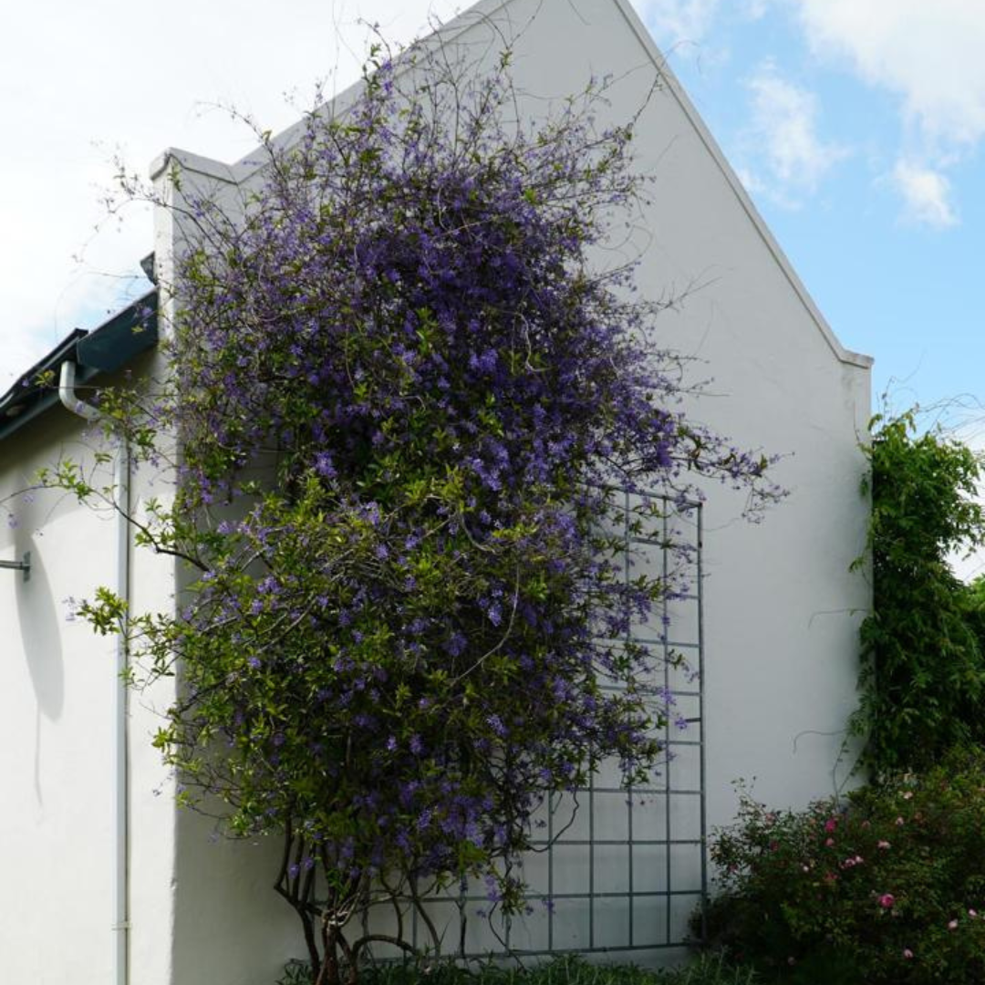 Petrea volubilis – Violet-Blue Flowering Climber for Cape Town Gardens ...