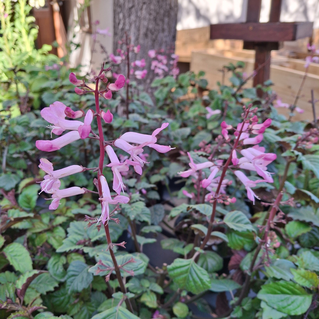 Plectranthus Magic Mona Pink | Shade Plant | Western Cape – Cape Garden ...