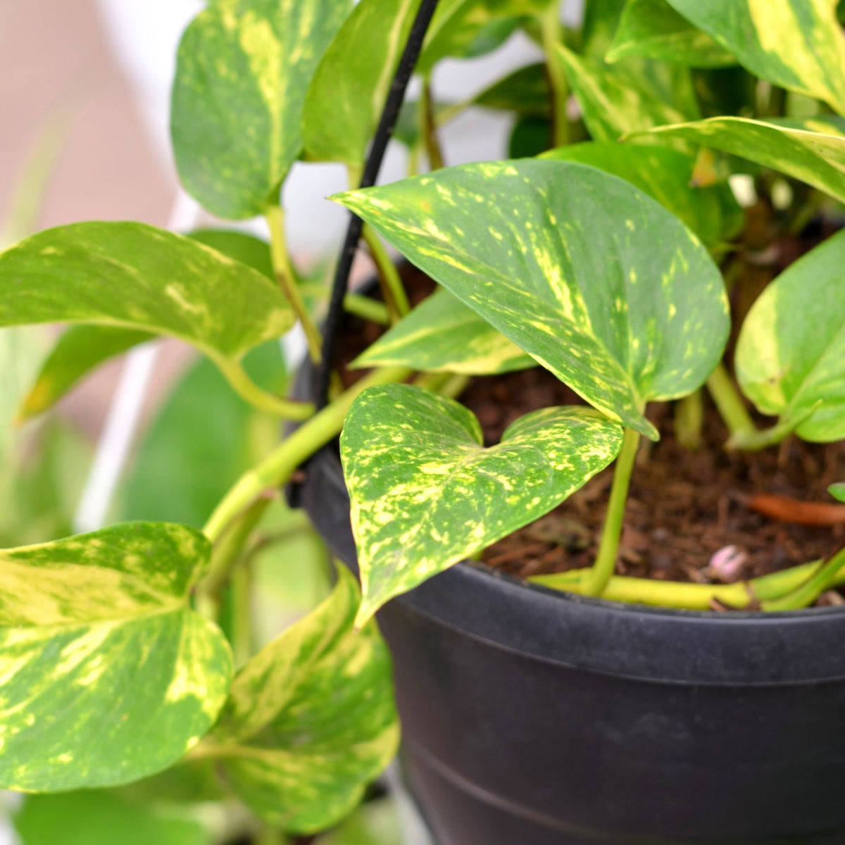 Golden Pothos | Scindapsus Aureus | Buy Online Cape Town – Cape Garden ...